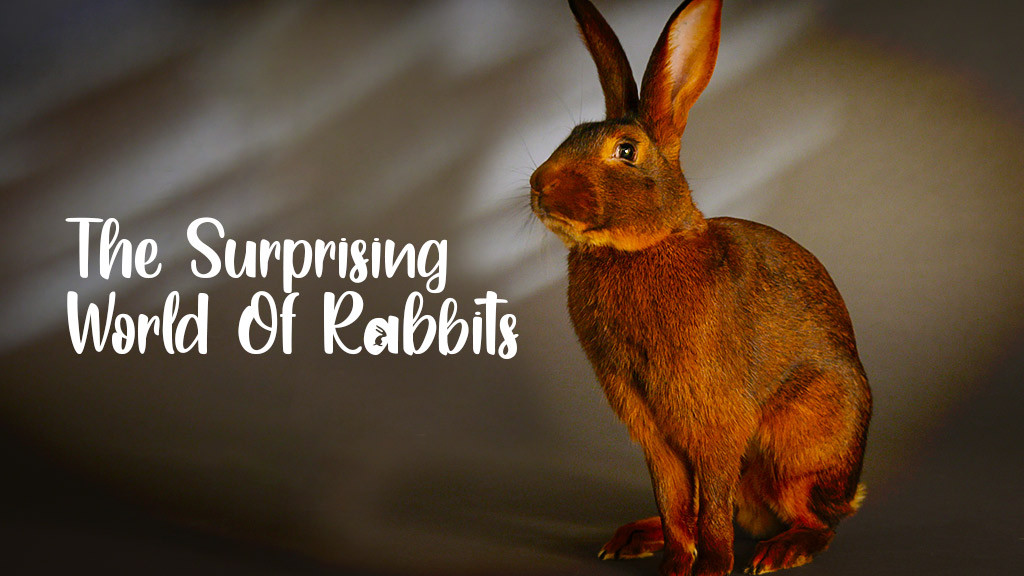 The Surprising World Of Rabbits Full Movie Online - Watch HD Movies on ...