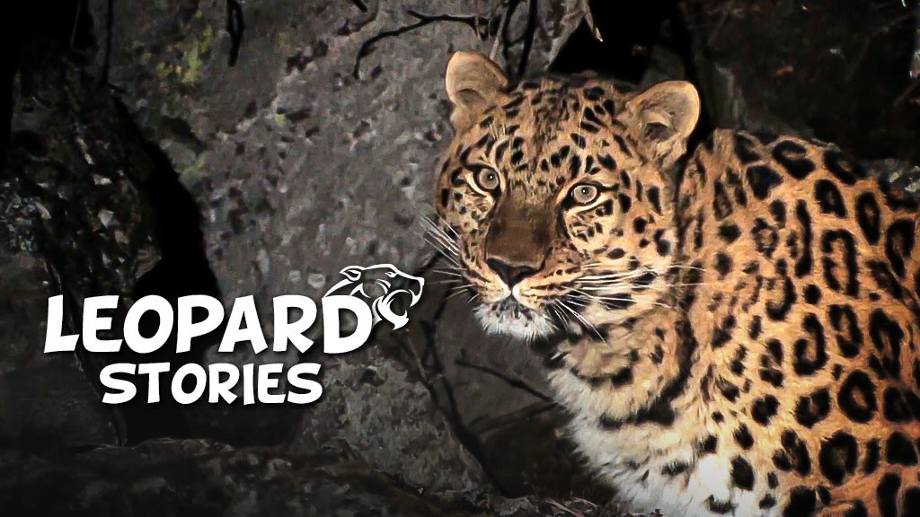 Watch Leopard Stories Full HD Episodes Online- Airtel Xstream (Airtel TV)