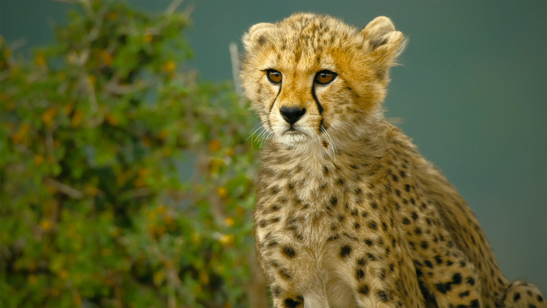 Serengeti Season 2 Episode 2 Change - Airtel Xstream (Airtel TV)