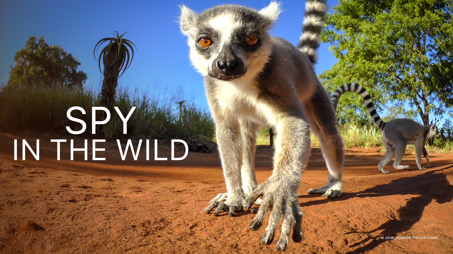 Watch Spy In The Wild Full HD TV Show Online | Airtel Xstream Play