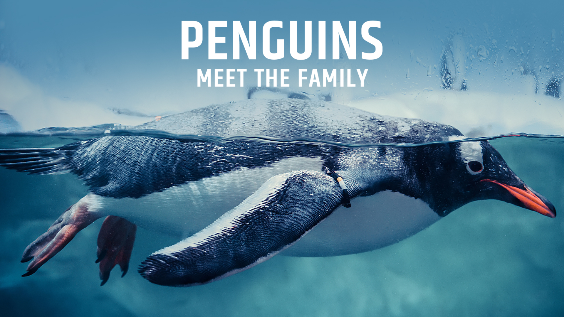 Watch Penguins: Meet the family Full HD TV Show Online | Airtel Xstream